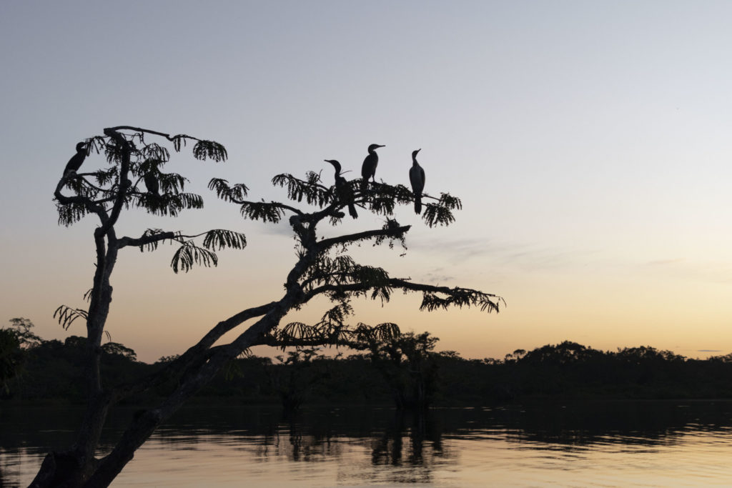 Amazonie Equatorienne - 3 jours dans la Réserve Cuyabeno - A six en sac
