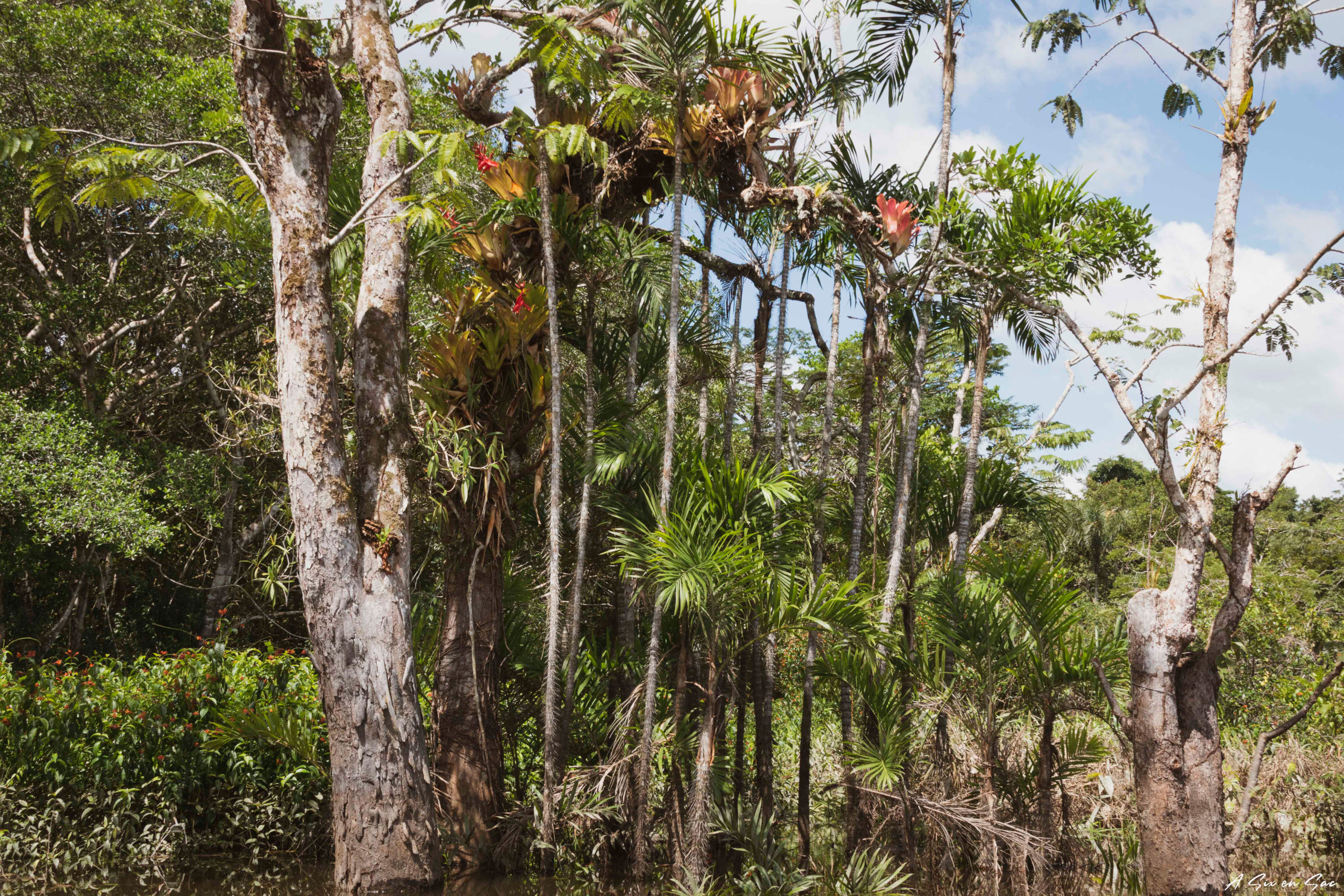 Equateur : Comment choisir son excursion en Amazonie - A six en sac