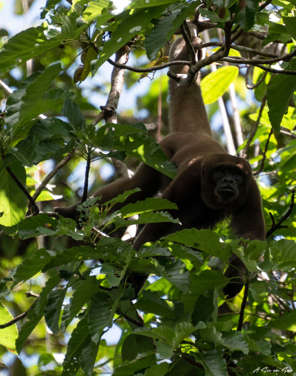 Amazonie Equatorienne - 3 jours dans la Réserve Cuyabeno - A six en sac